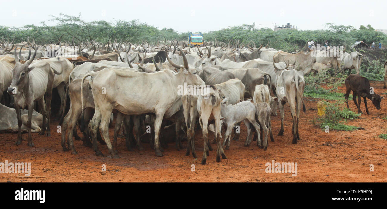 Indian cow hi-res stock photography and images - Alamy