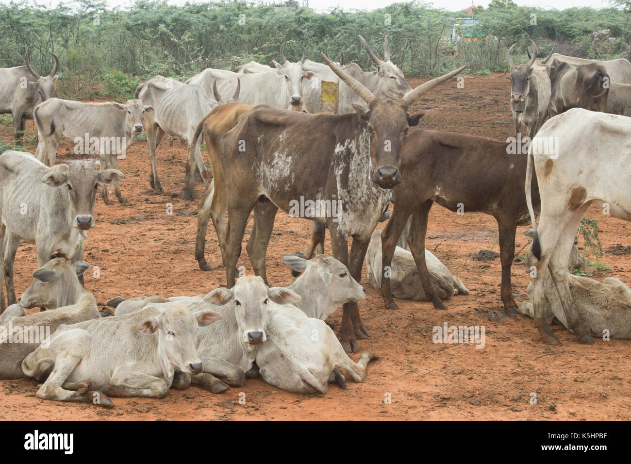 Indian cows, desi cows, rural livestock, traditional farming, cattle ...
