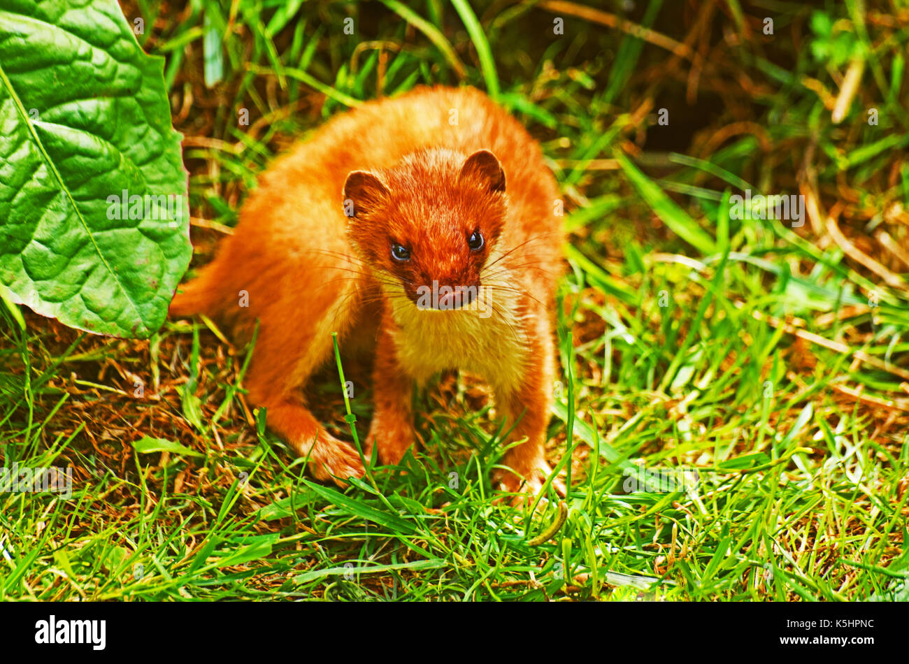 Stout animal hi-res stock photography and images - Alamy