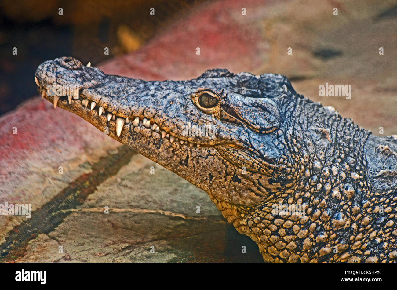 Cuban Crocodile, Crocodile Rhombifer, Cuba Stock Photo - Alamy