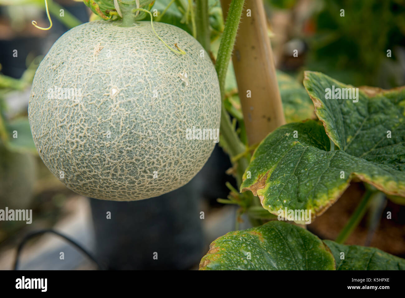 Melon plant in vegetable garden hi-res stock photography and images - Alamy