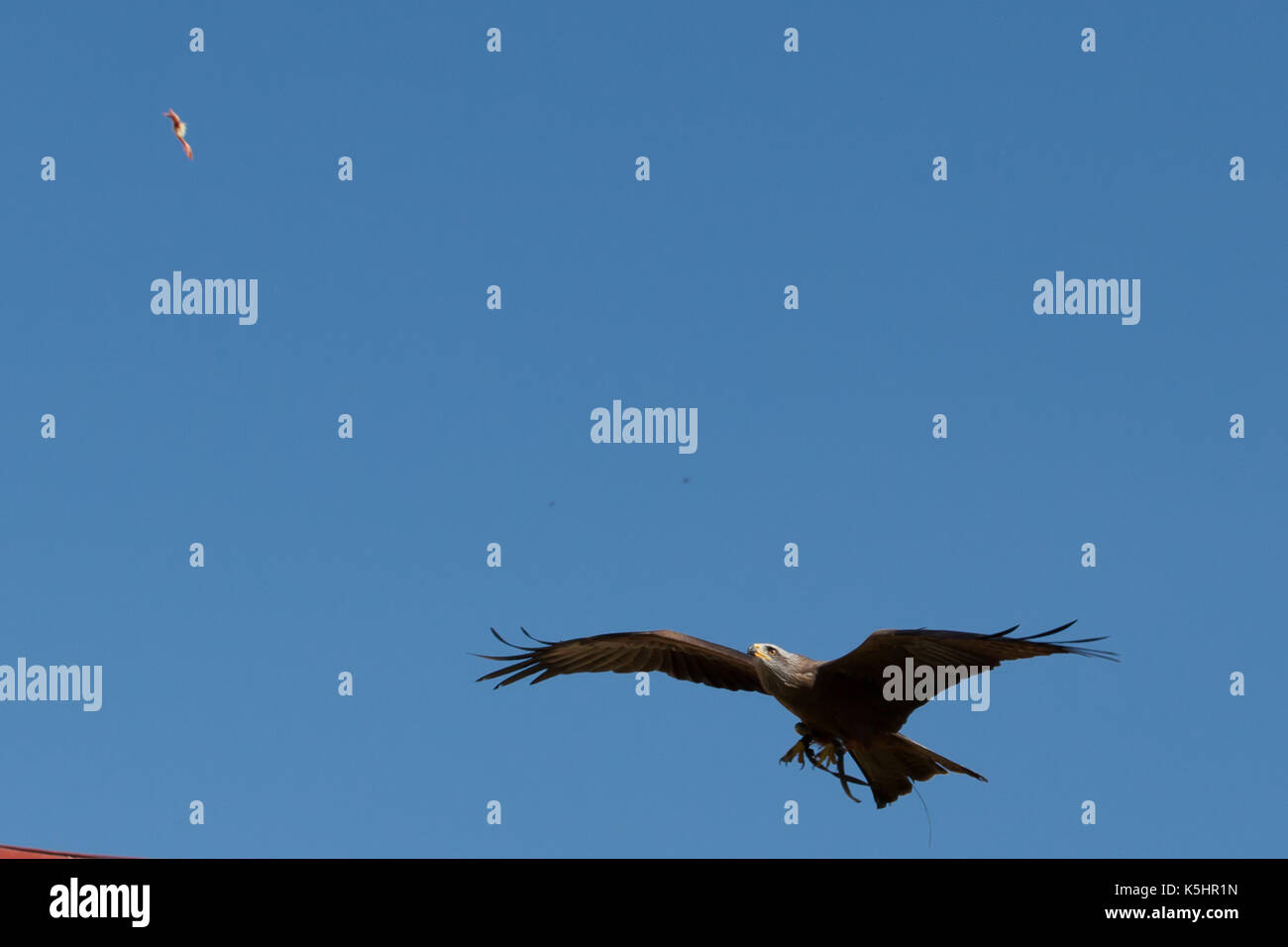 Kite Hunts High Resolution Stock Photography and Images - Alamy