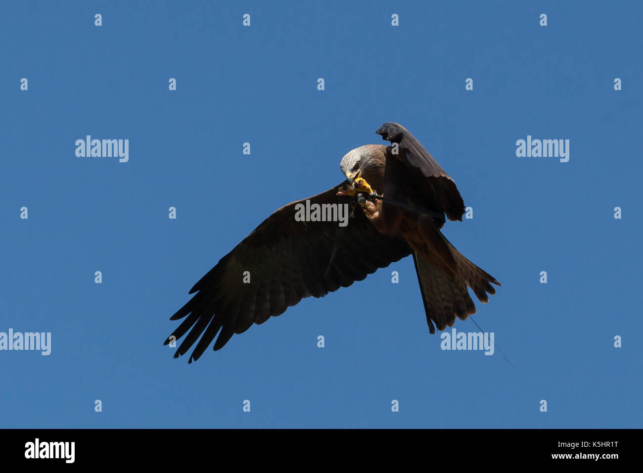 Kite Hunts High Resolution Stock Photography and Images - Alamy