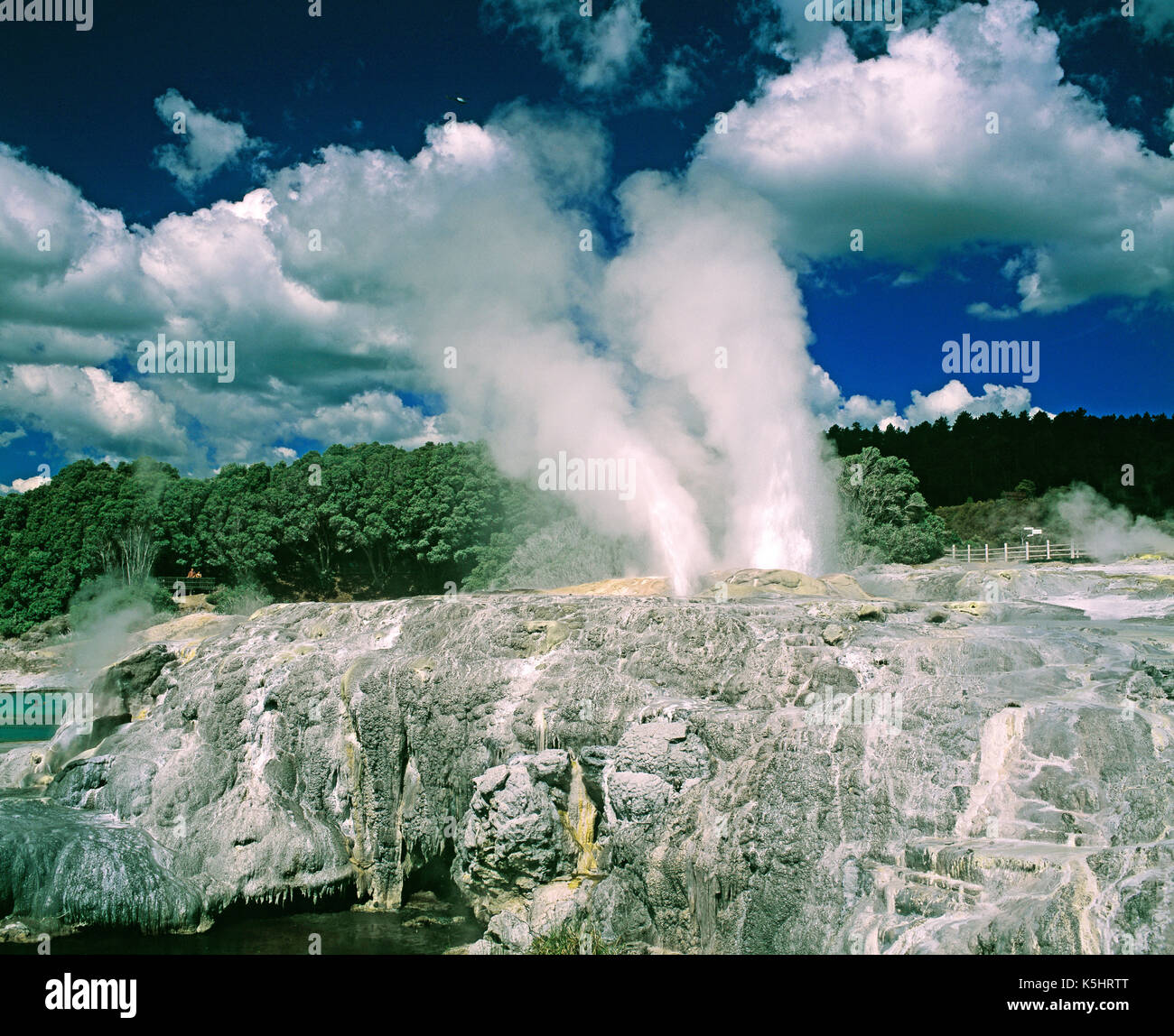 New Zealand. Rotorua. Te Whakarewarewa Geothermal Valley Stock Photo ...