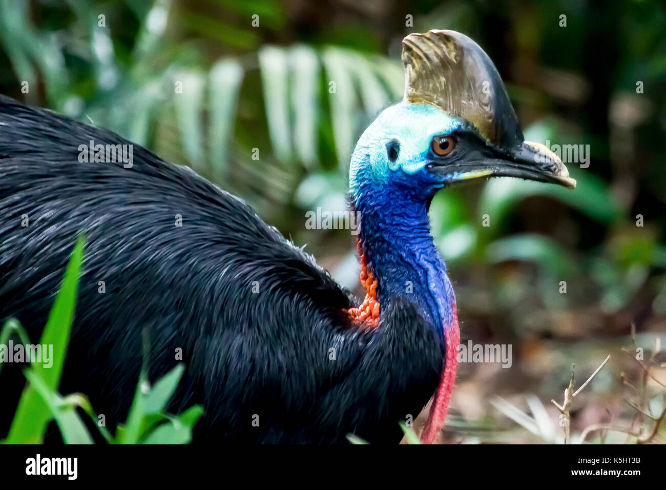 Close up view of a Cassowary's head and neck Stock Photo - Alamy