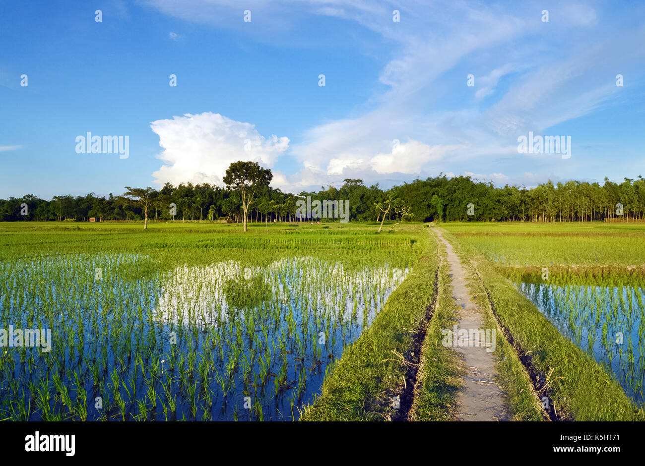 the agriculture field Stock Photo - Alamy