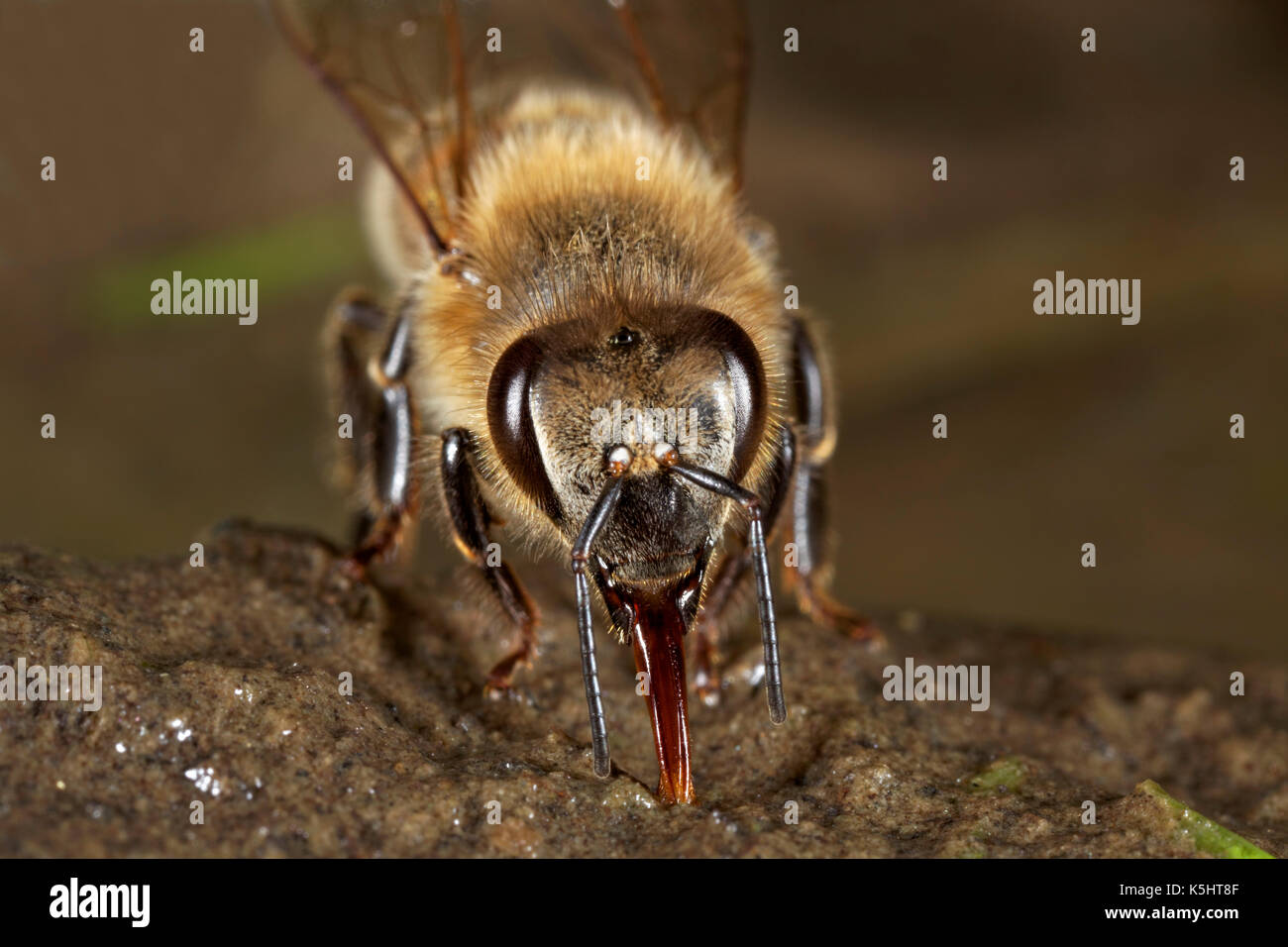European honey bee drinking water from wet soil Stock Photo - Alamy
