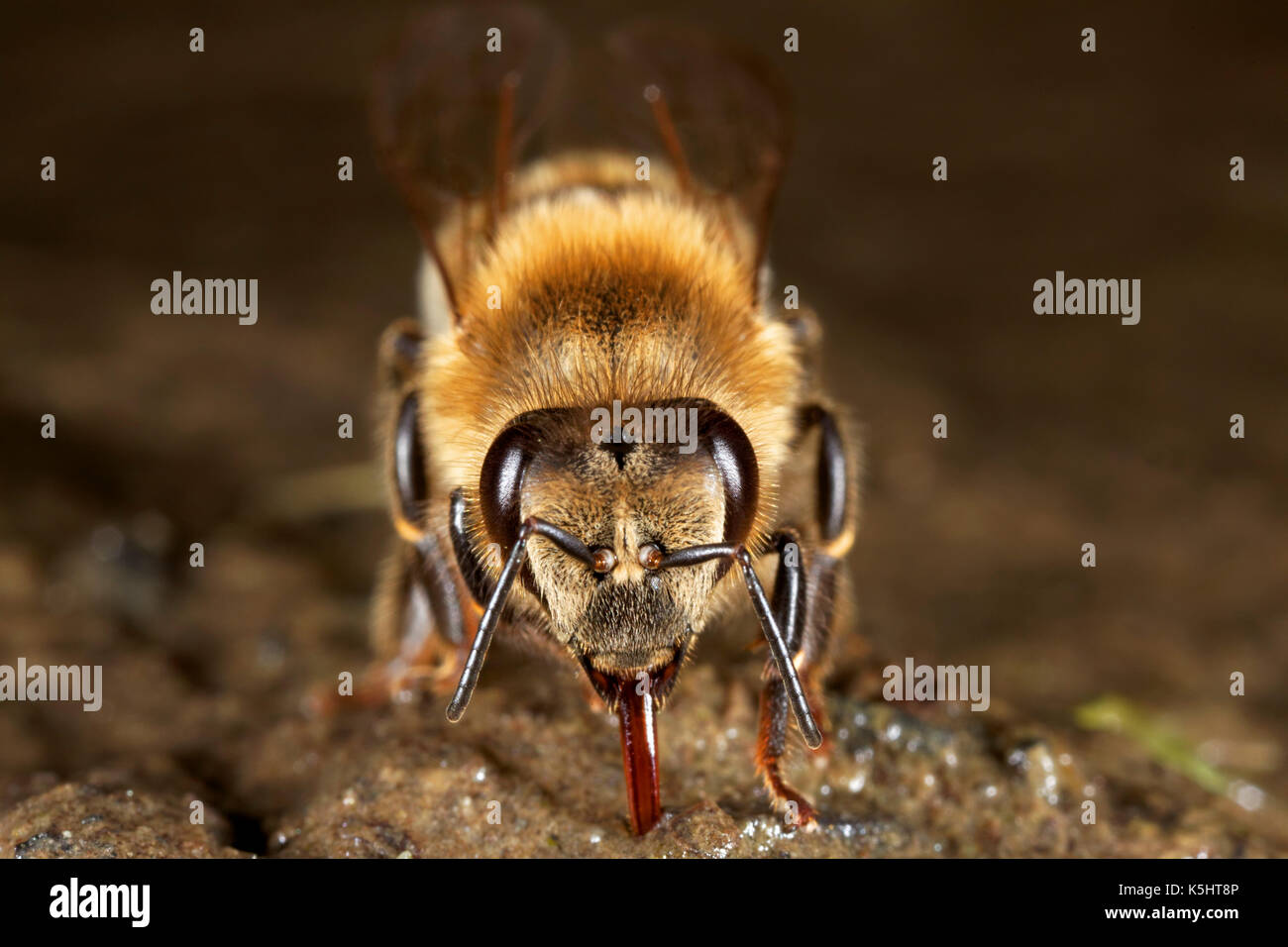 Bee drinking water hi-res stock photography and images - Alamy