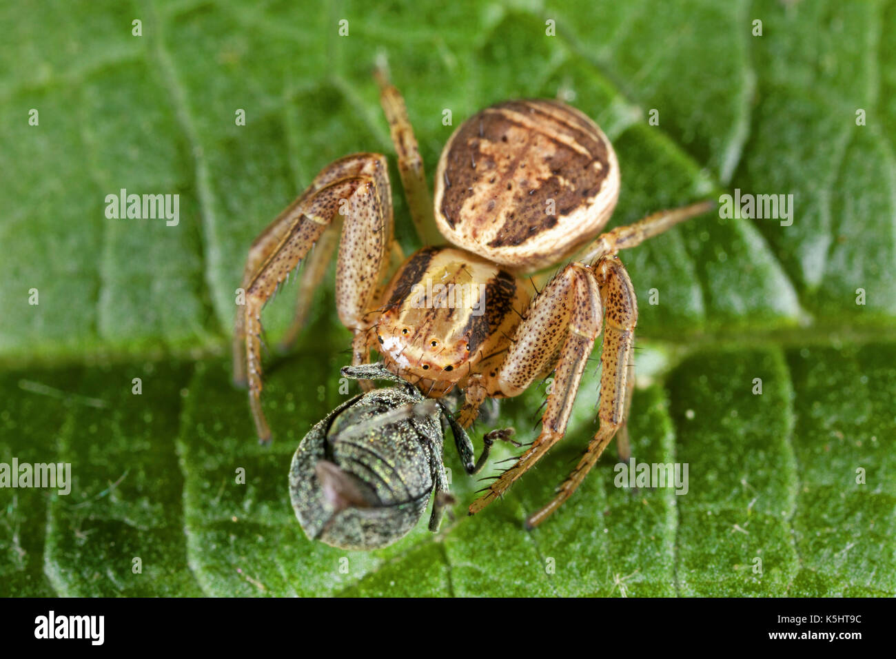 Predator legs hi-res stock photography and images - Alamy