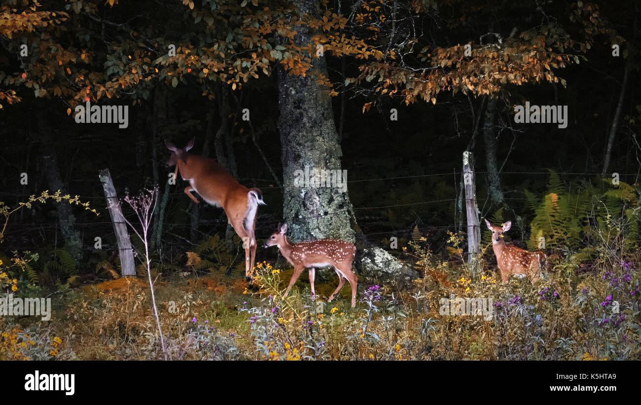 Doe and Fawns Whitetail Deer In Flower Filled Meadow Edge of Woods ...