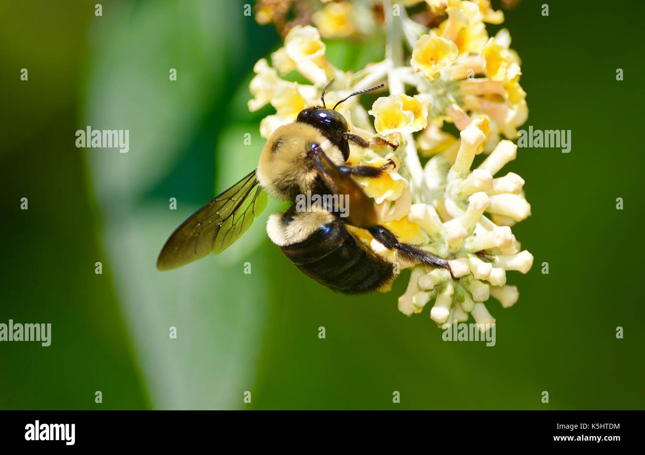 bumble bee on butterfly bush Stock Photo - Alamy