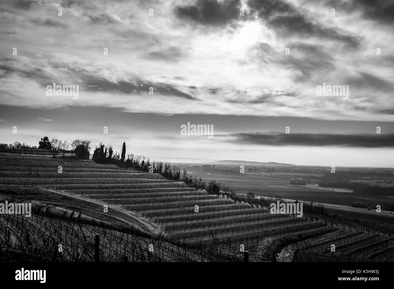 Wine fields italy Black and White Stock Photos & Images - Alamy