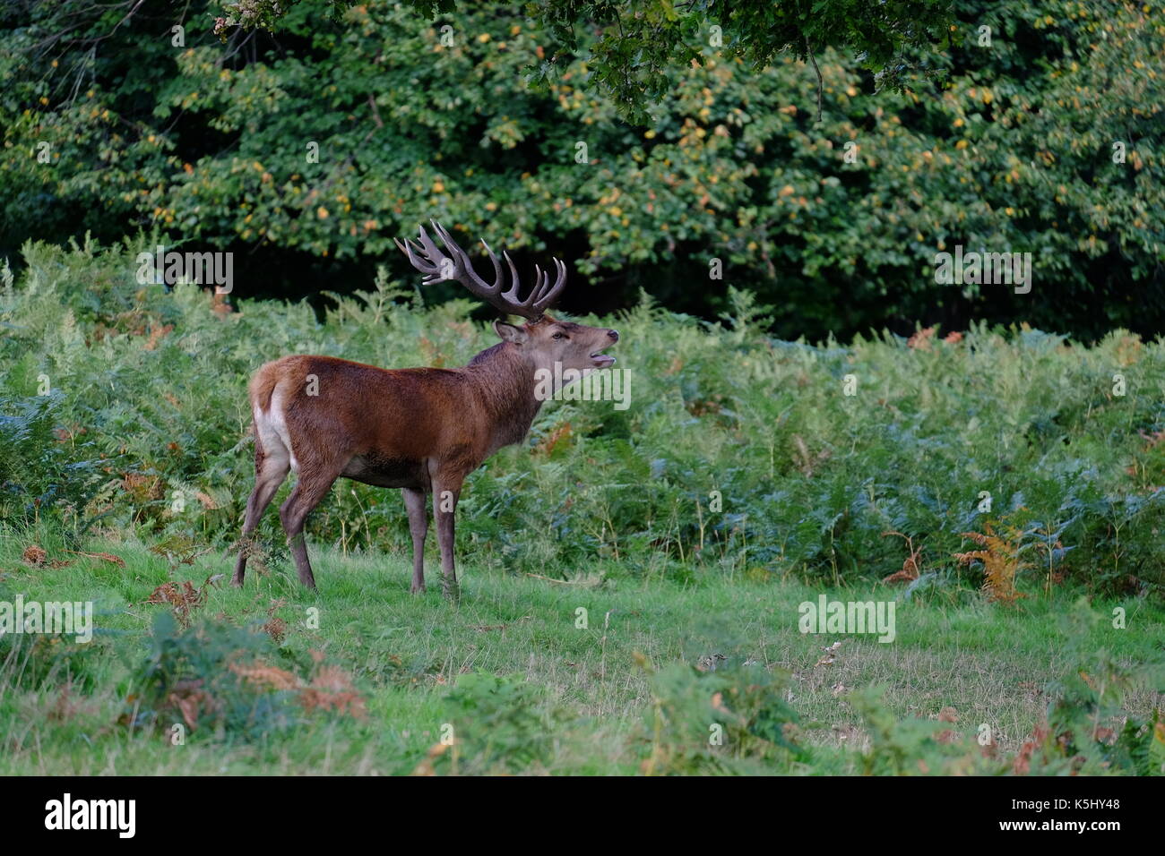 stag in the woodland Stock Photo - Alamy