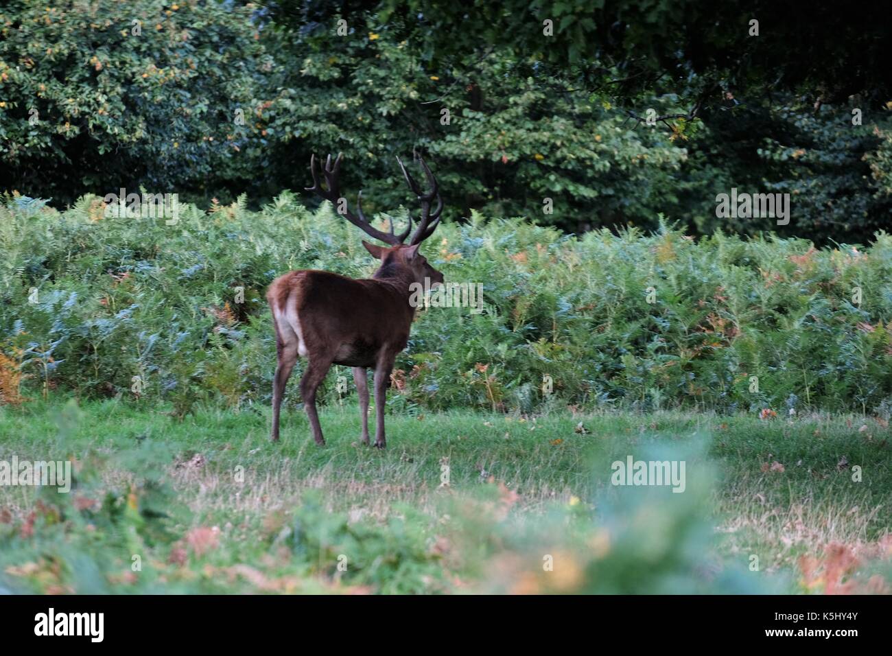 stag in the woodland Stock Photo - Alamy