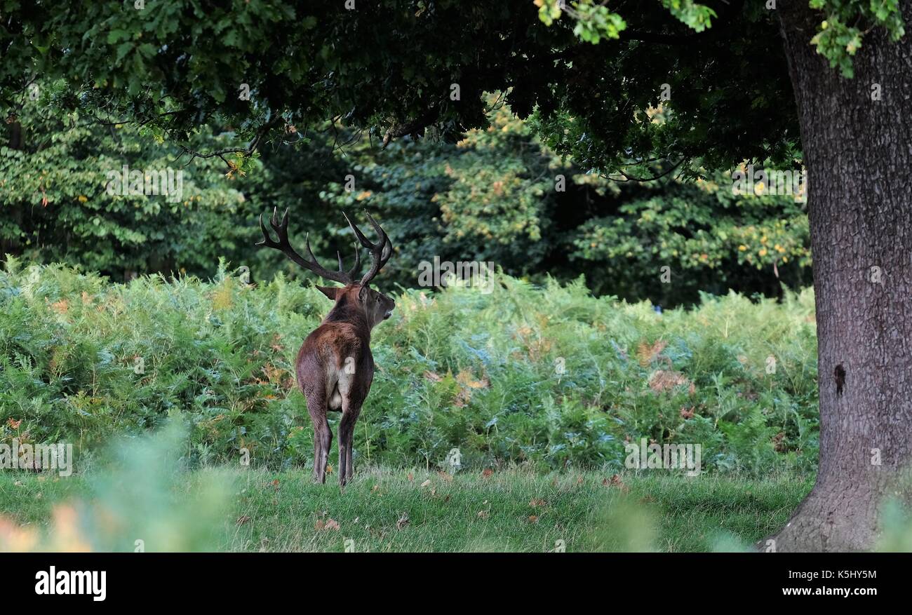 stag in the woodland Stock Photo - Alamy