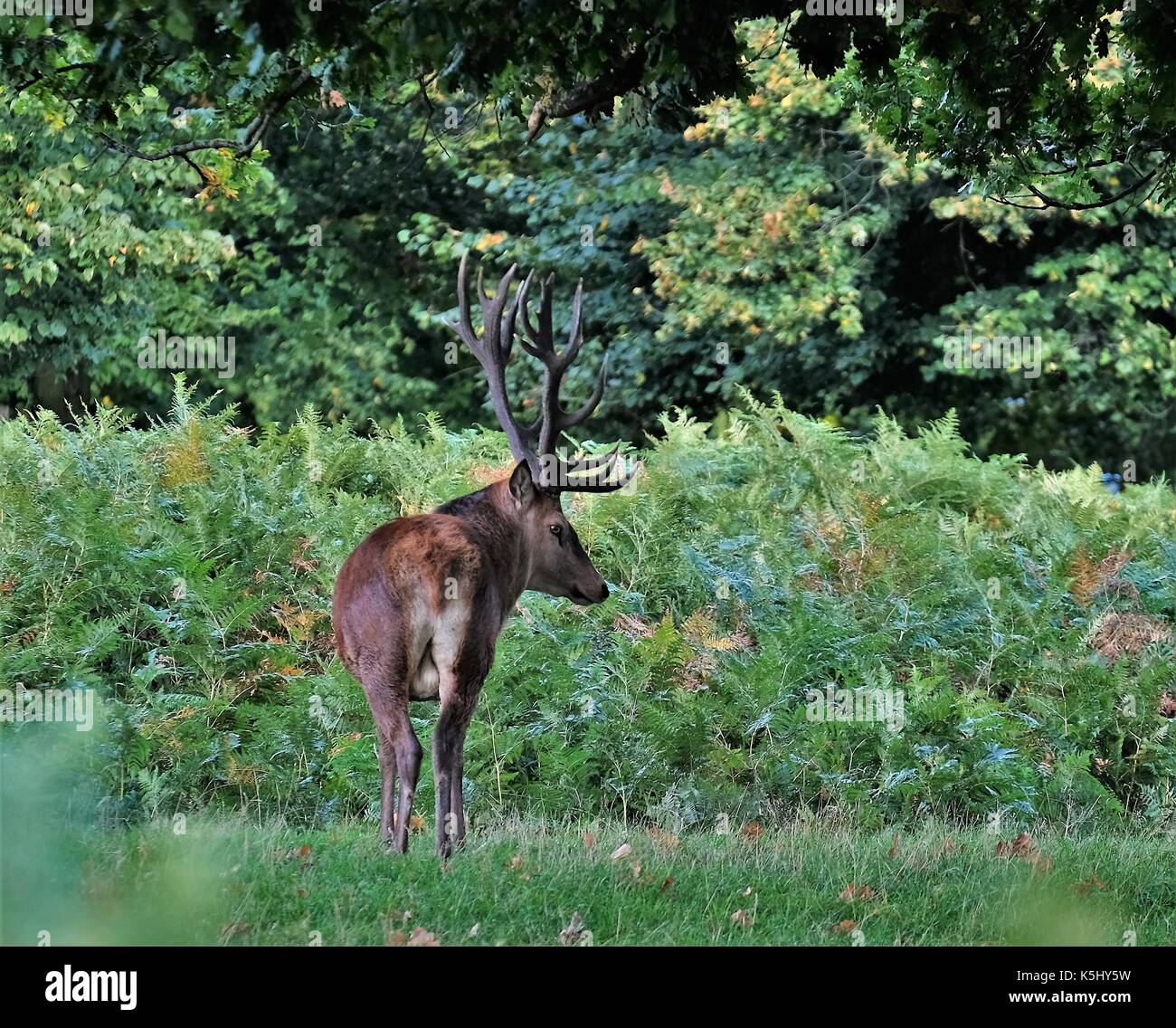stag in the woodland Stock Photo - Alamy