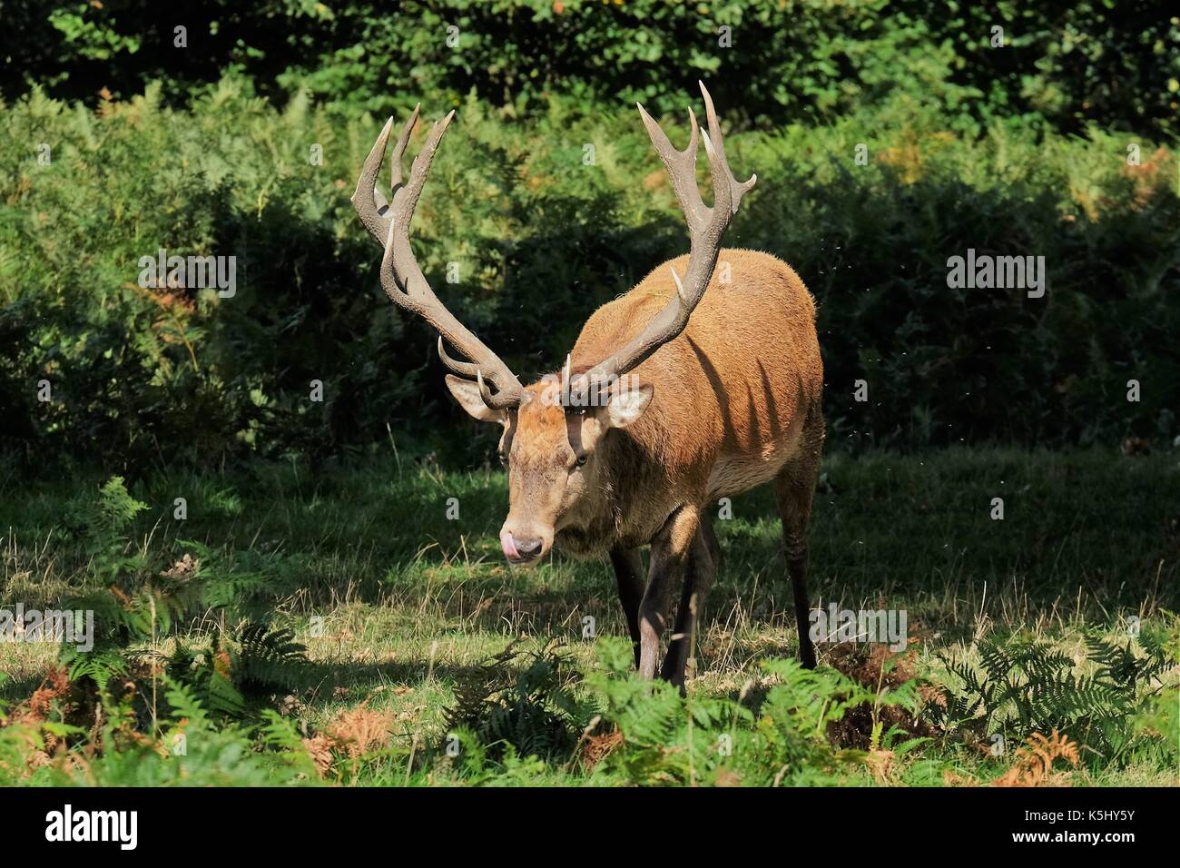 stag in the woodland Stock Photo - Alamy