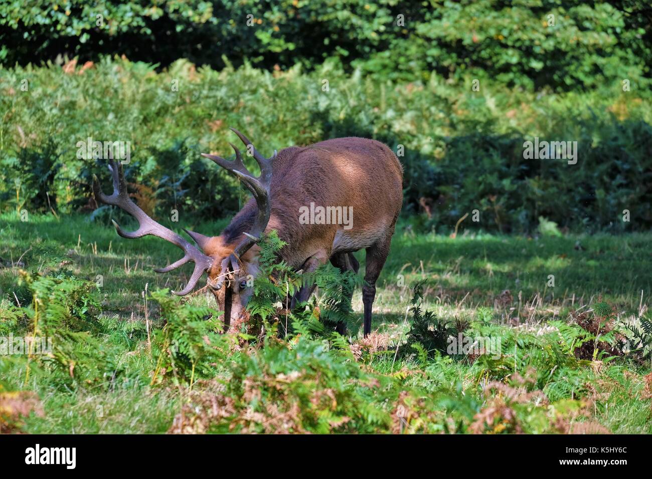 stag in the woodland Stock Photo - Alamy