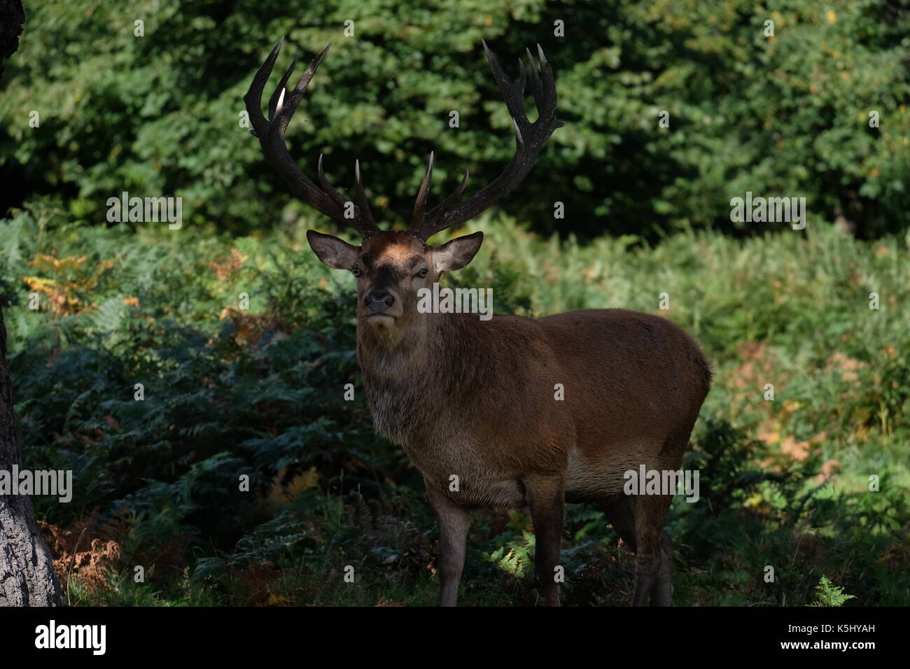 stag in the woodland Stock Photo - Alamy