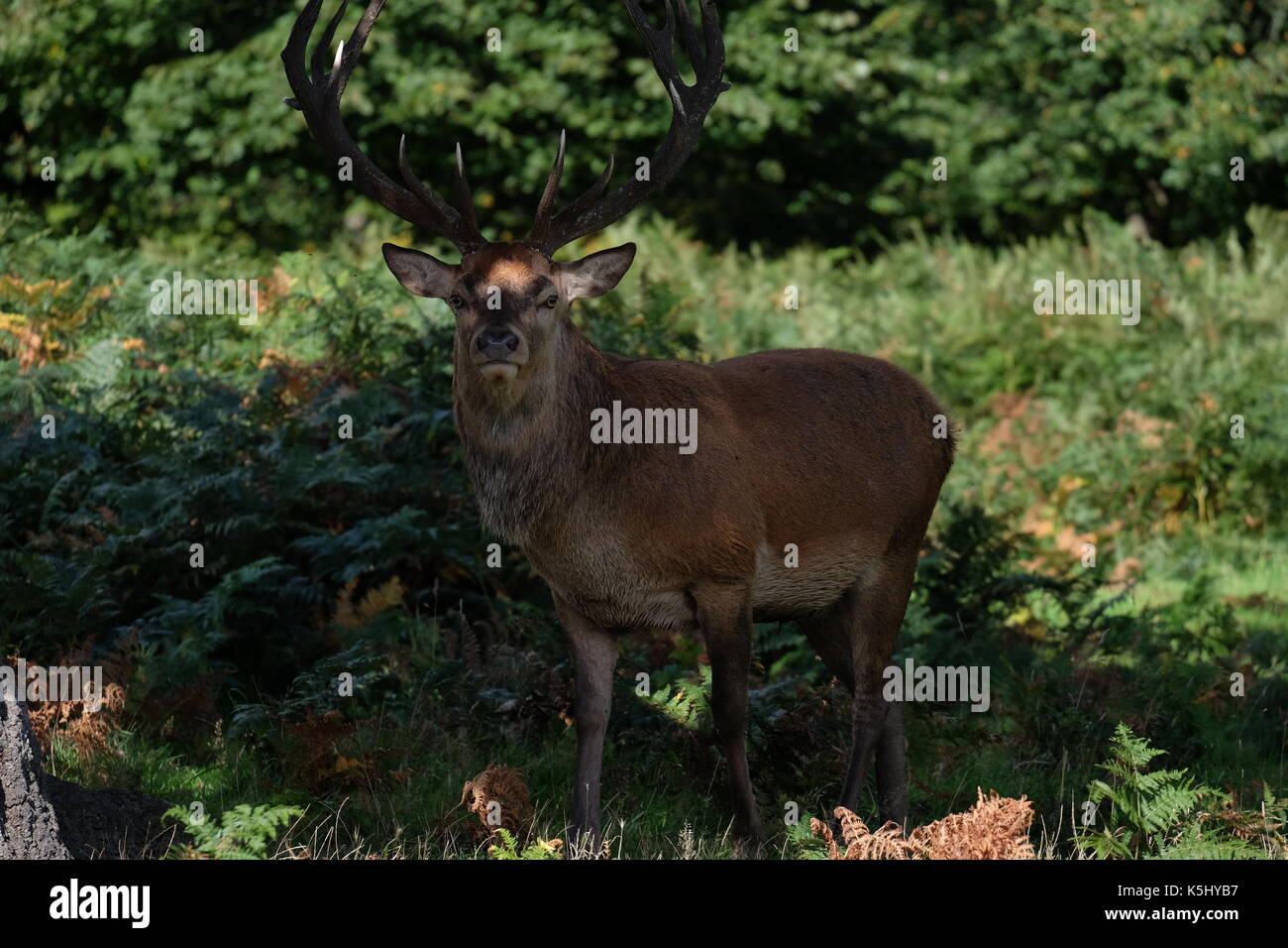 stag in the woodland Stock Photo - Alamy