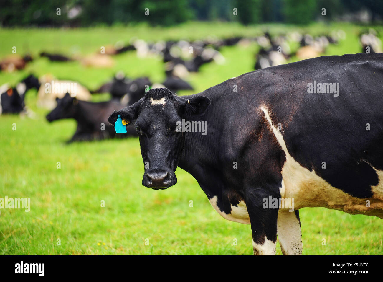 Herd new zealand cattle hi-res stock photography and images - Alamy