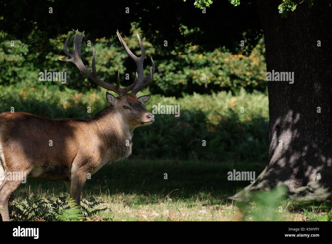 stag in the woodland Stock Photo - Alamy