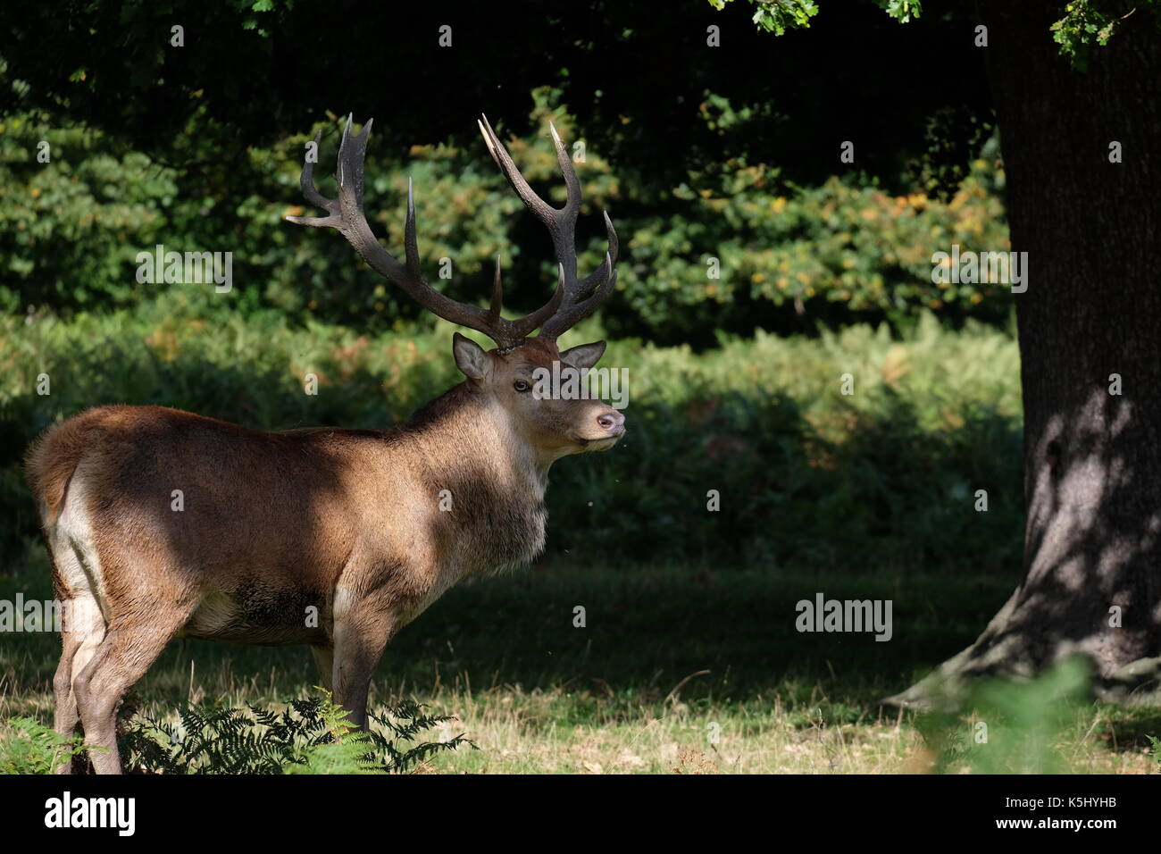 stag in the woodland Stock Photo - Alamy