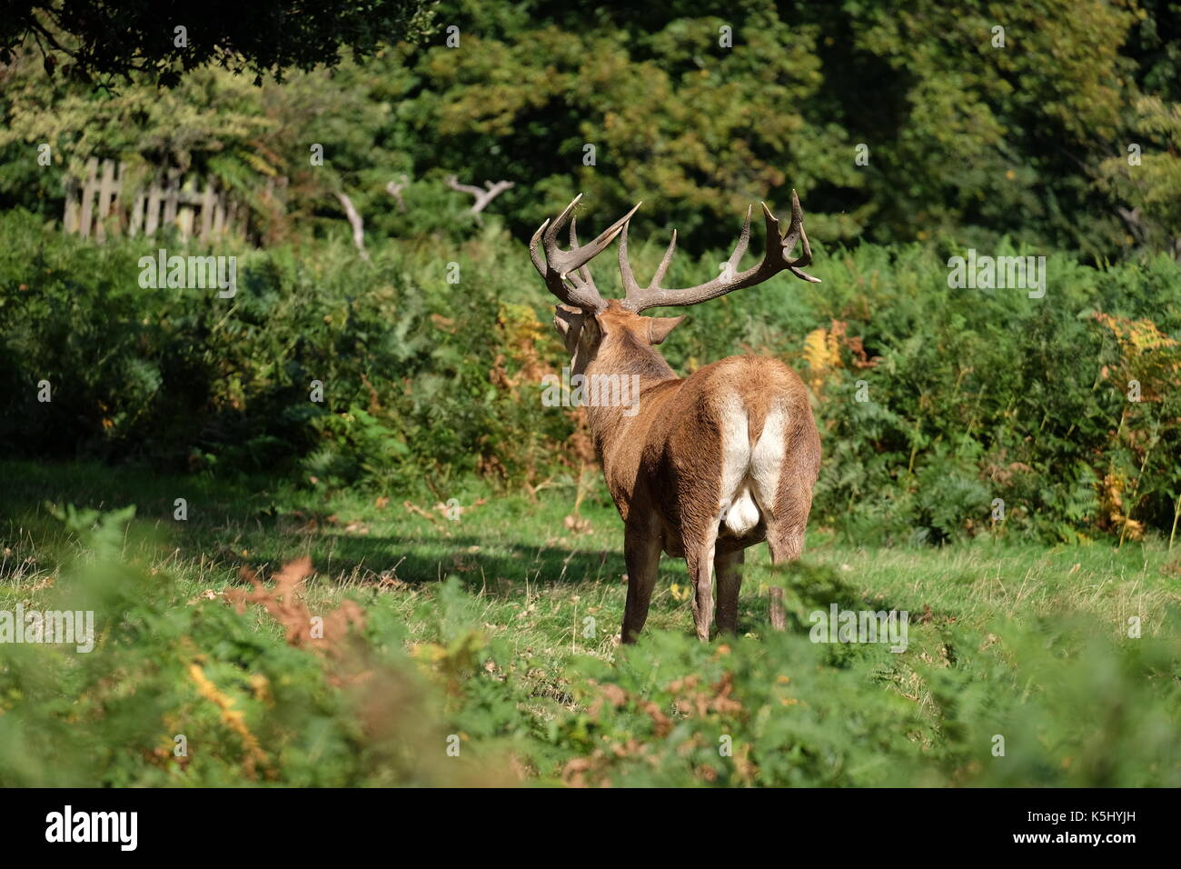 stag in the woodland Stock Photo - Alamy