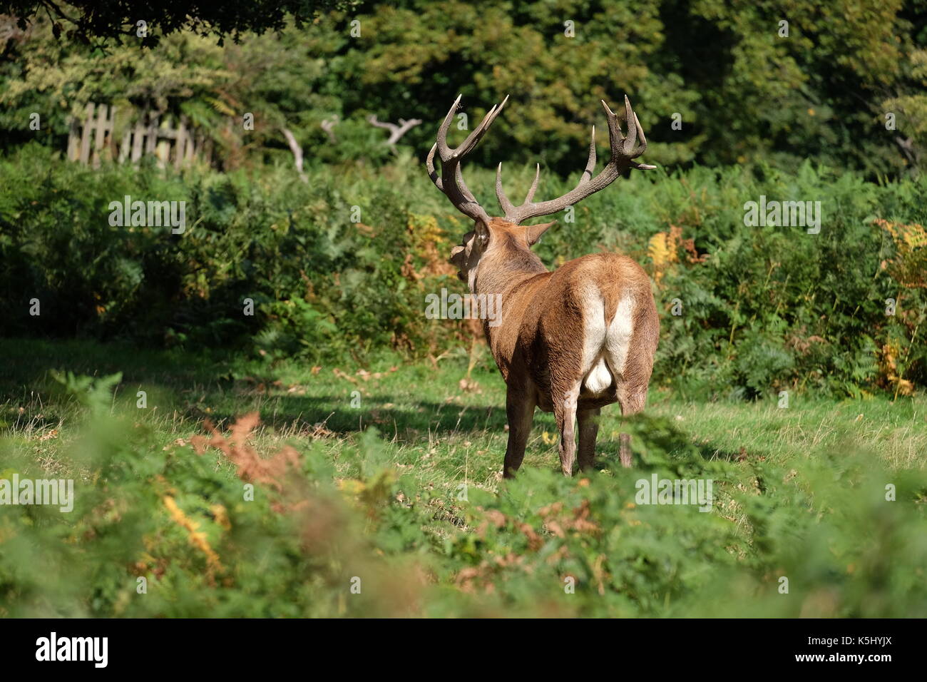 stag in the woodland Stock Photo - Alamy