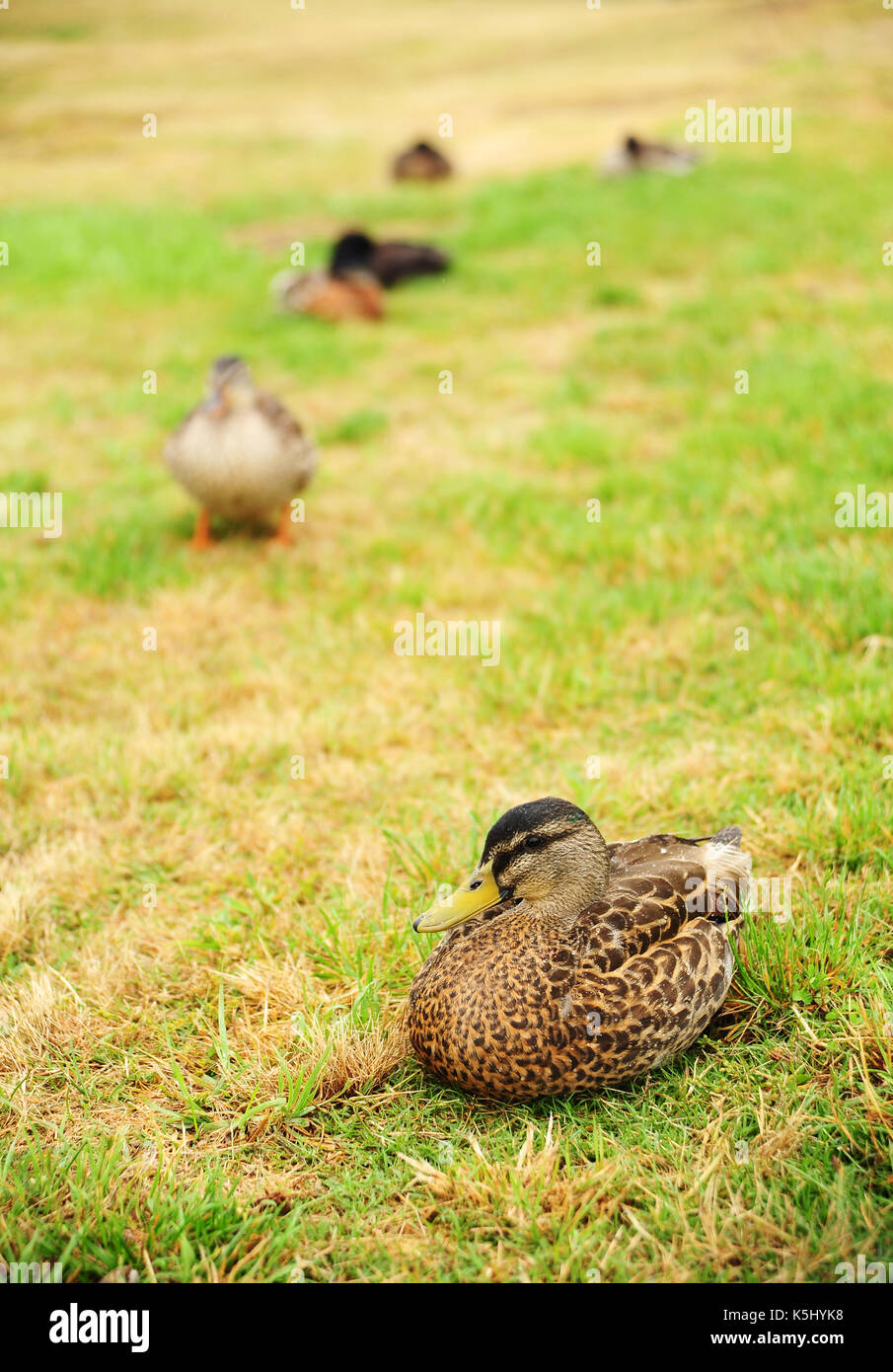 New zealand ducks hi-res stock photography and images - Alamy