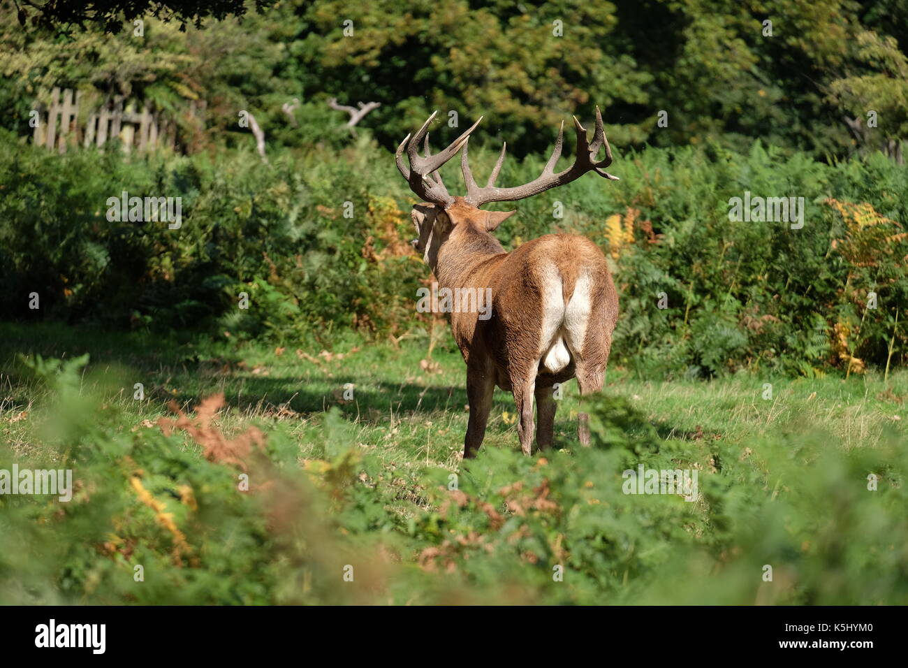 stag in the woodland Stock Photo - Alamy