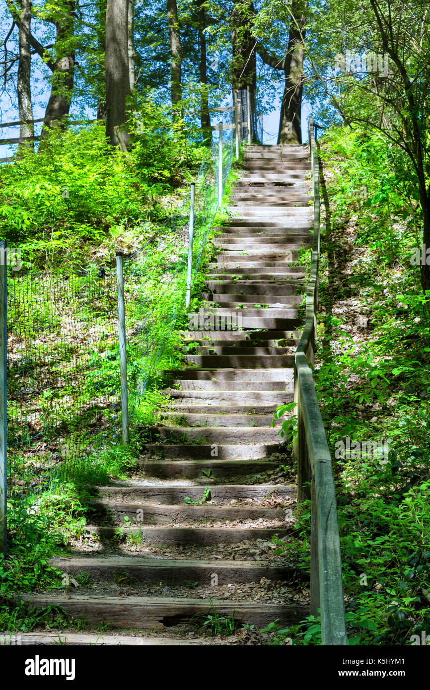 Forest trail, hiking trail in Neandertal with steep stairs Stock Photo ...