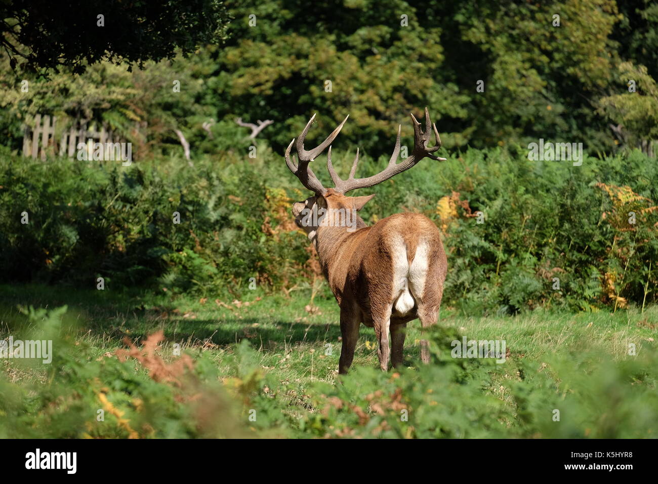 stag in the woodland Stock Photo - Alamy