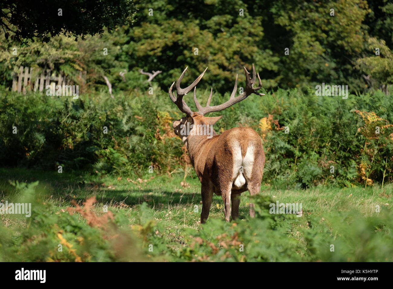 stag in the woodland Stock Photo - Alamy