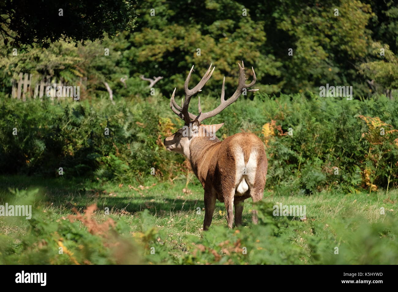 stag in the woodland Stock Photo - Alamy