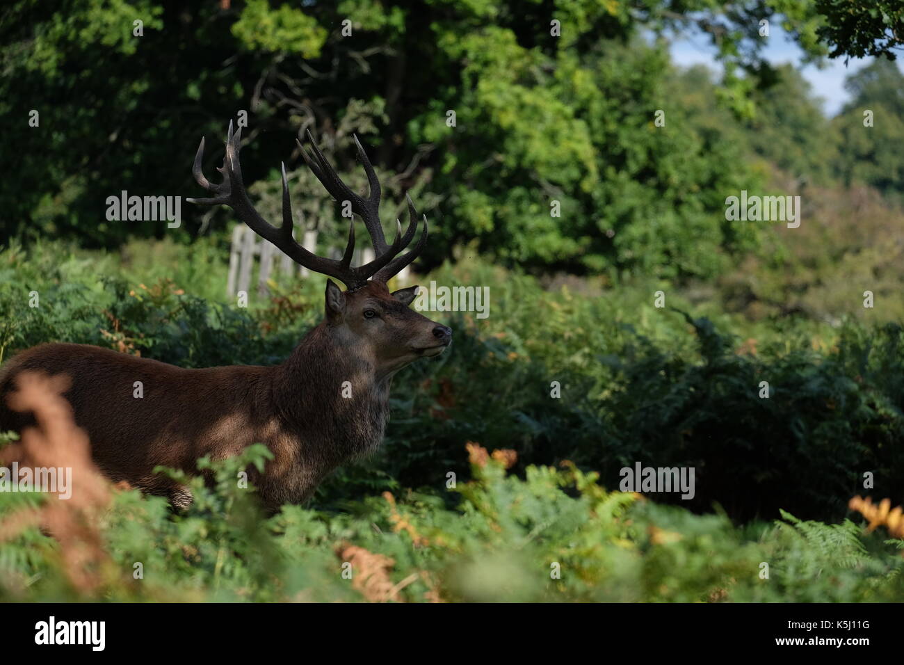stag in the woodland Stock Photo - Alamy