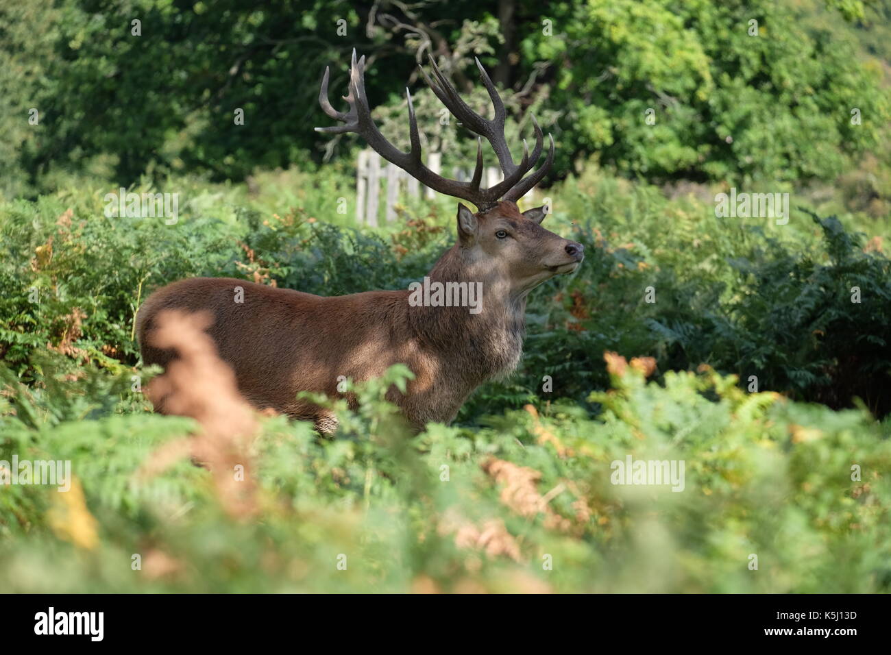stag in the woodland Stock Photo - Alamy