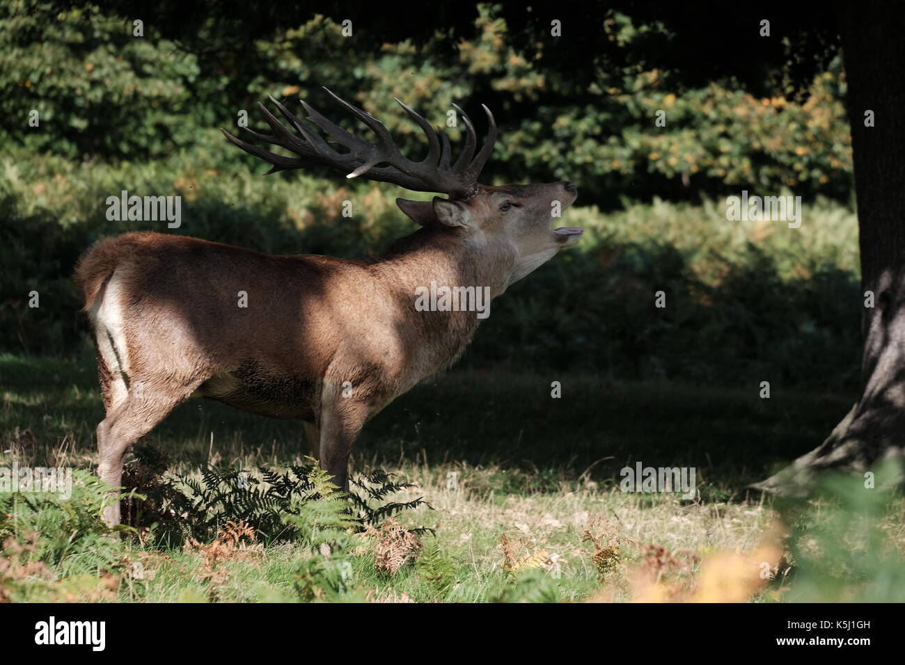 stag in the woodland Stock Photo - Alamy