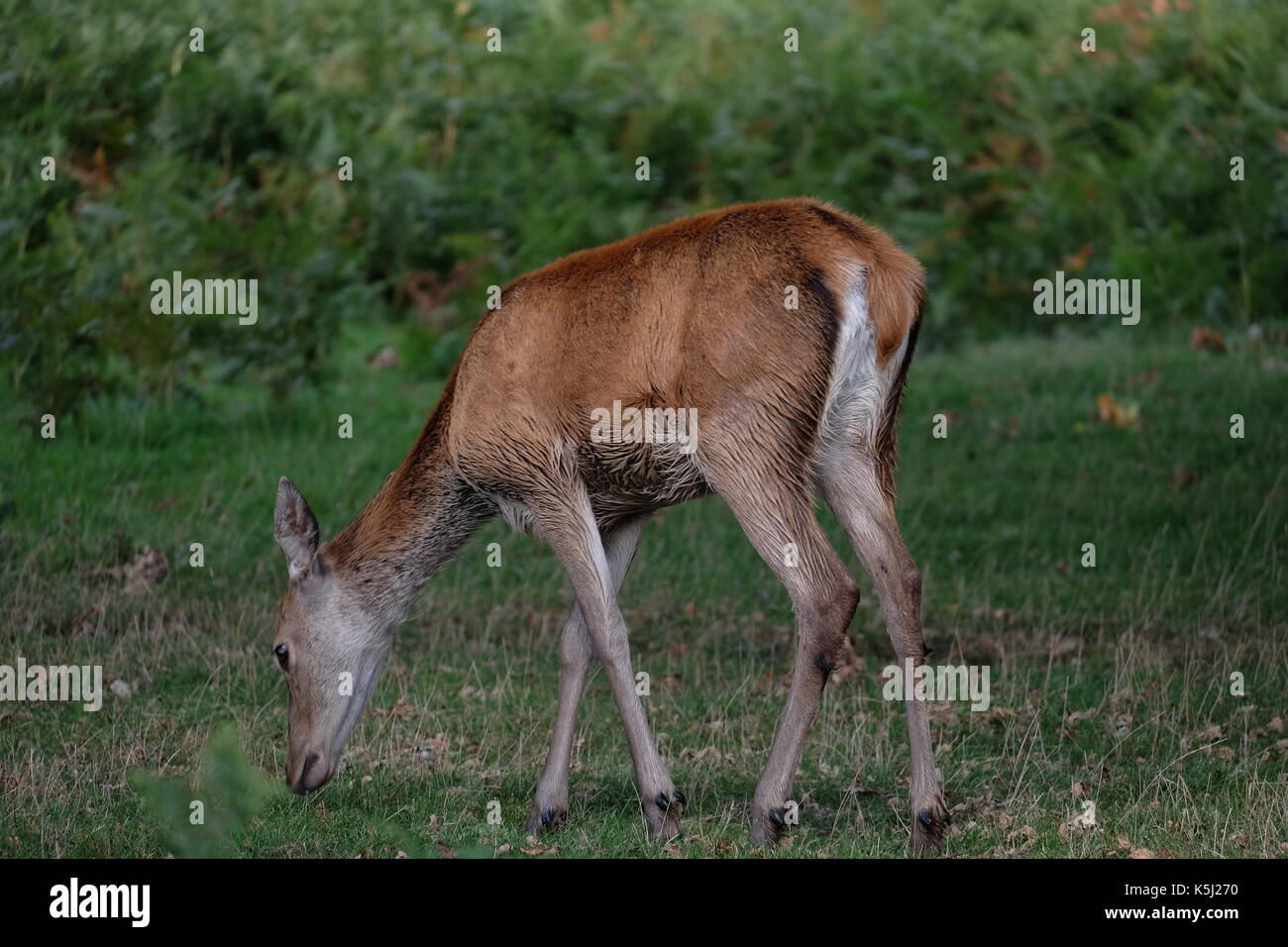stag in the woodland Stock Photo - Alamy
