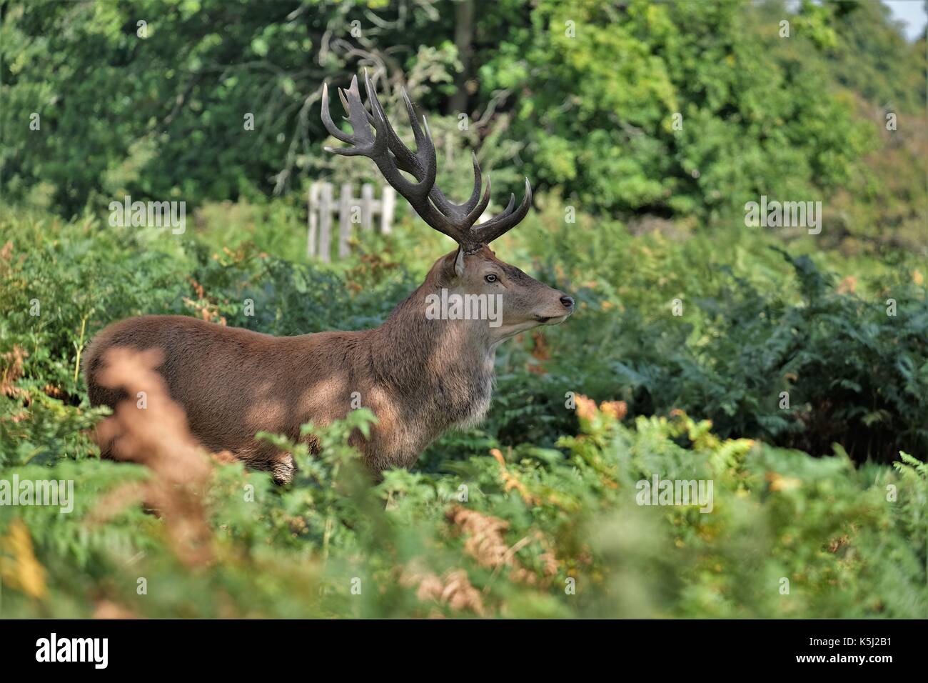 stag in the woodland Stock Photo - Alamy