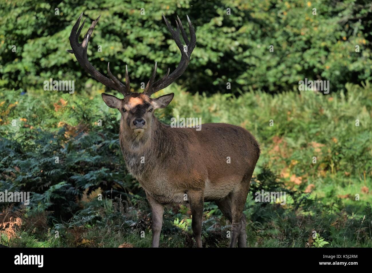 stag in the woodland Stock Photo - Alamy