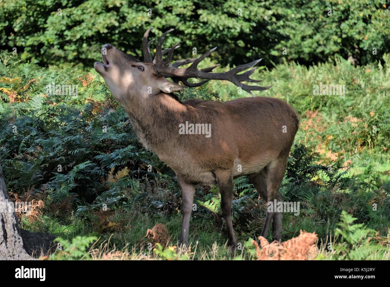 stag in the woodland Stock Photo - Alamy