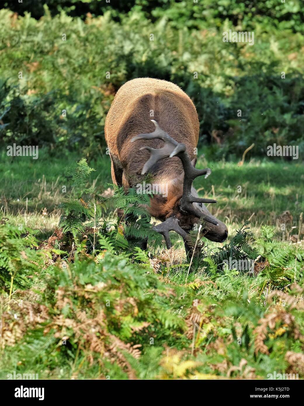 stag in the woodland Stock Photo - Alamy