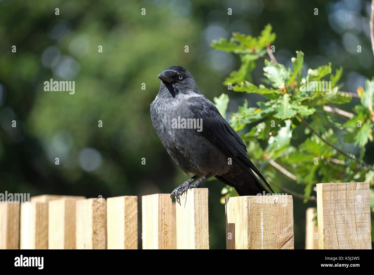 crow perched on wooden fence bushy park Stock Photo - Alamy