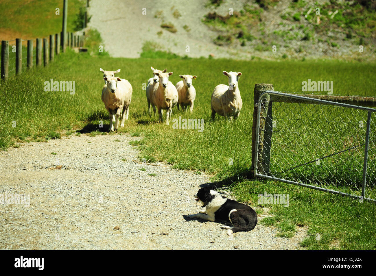 Rounding up sheep hi-res stock photography and images - Alamy