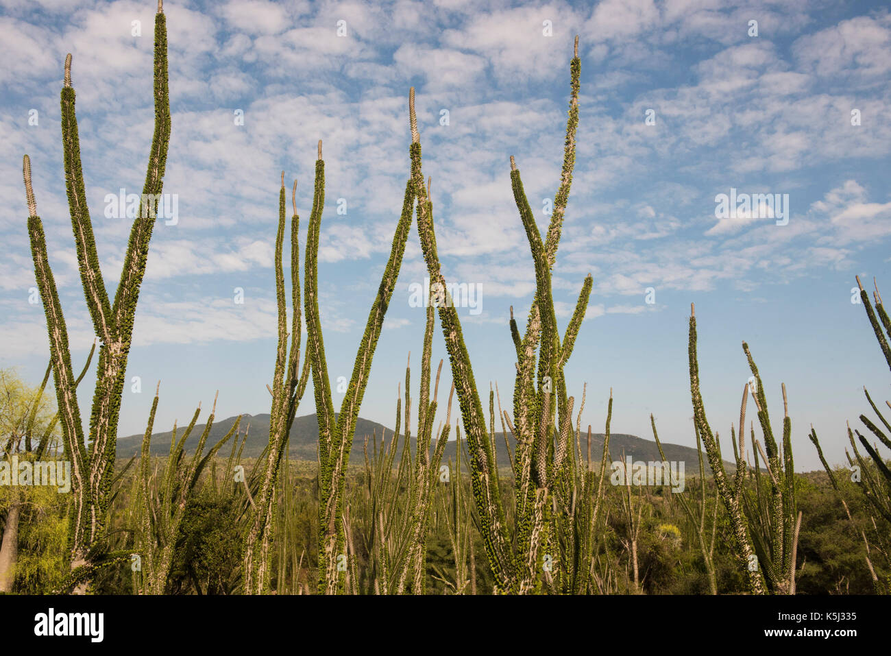Octopus trees in the Spiny forest, Southern Madagascar Stock Photo - Alamy