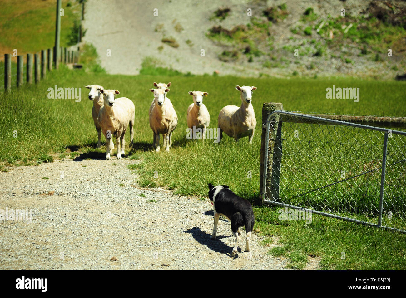 Dog rounding up sheep hi-res stock photography and images - Alamy