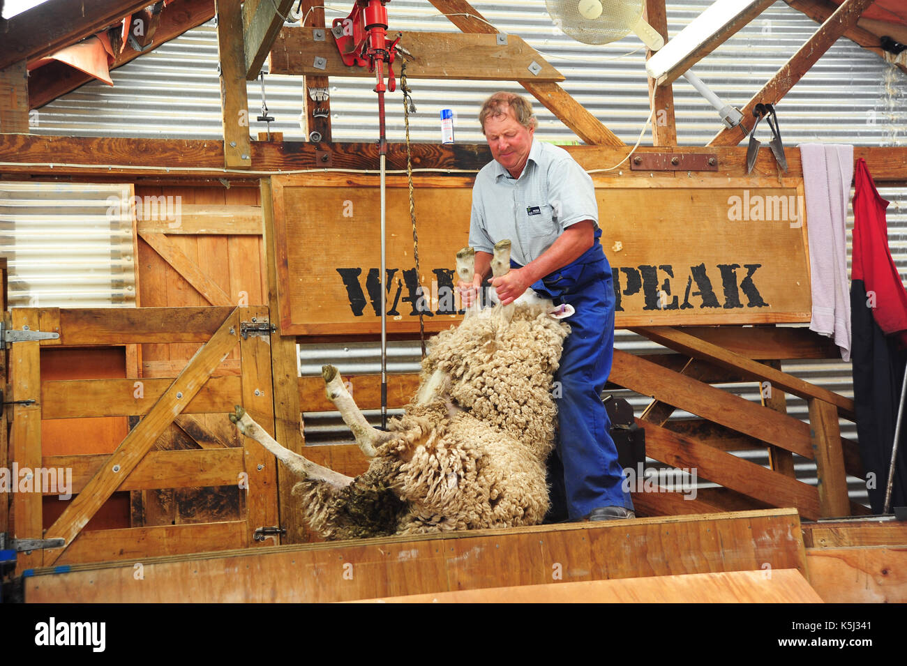 Sheep shearing new zealand hi-res stock photography and images - Alamy