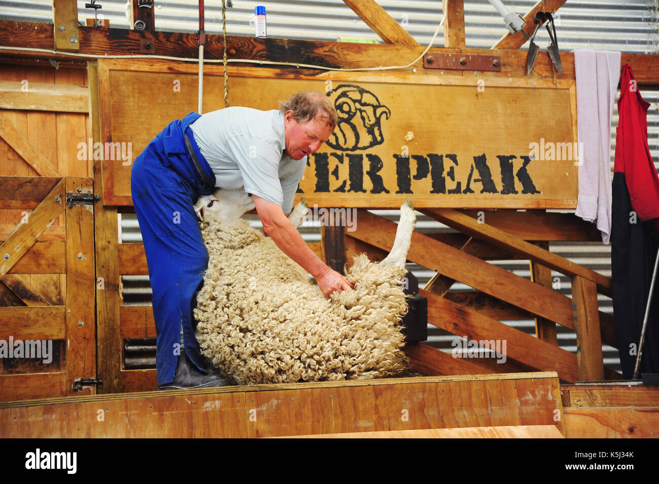 Sheep Shearing New Zealand High Resolution Stock Photography and Images ...