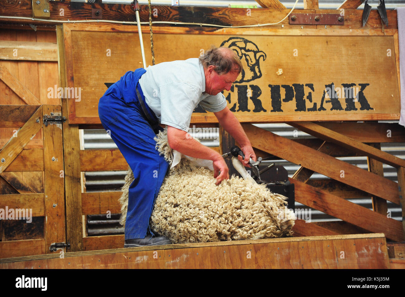 Sheep shearing new zealand hi-res stock photography and images - Alamy